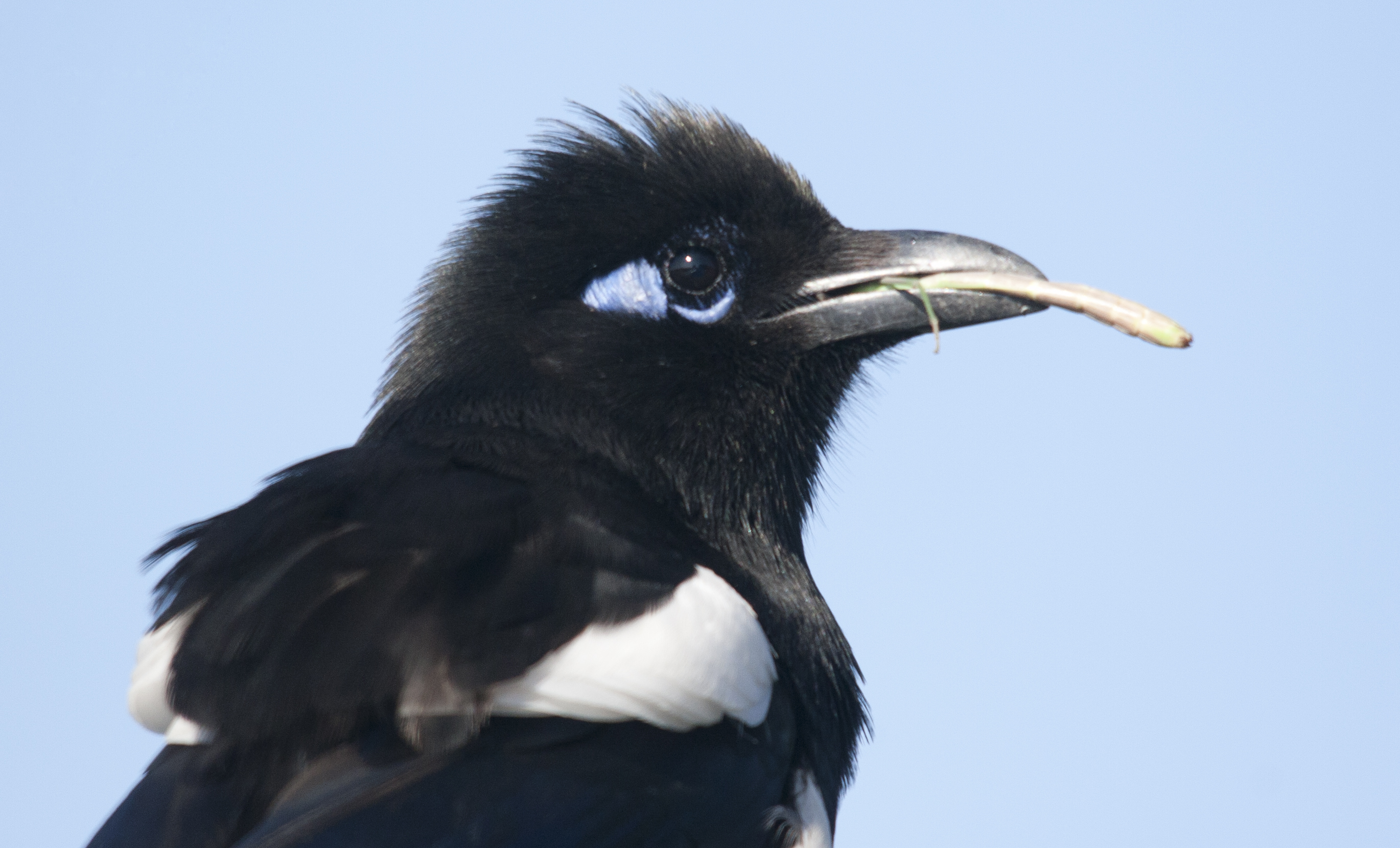 Maghreb Magpie split from Eurasian Magpie | Barcelona Birding Point Blog